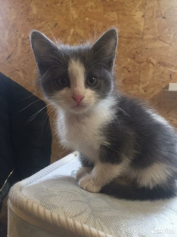 Котенок