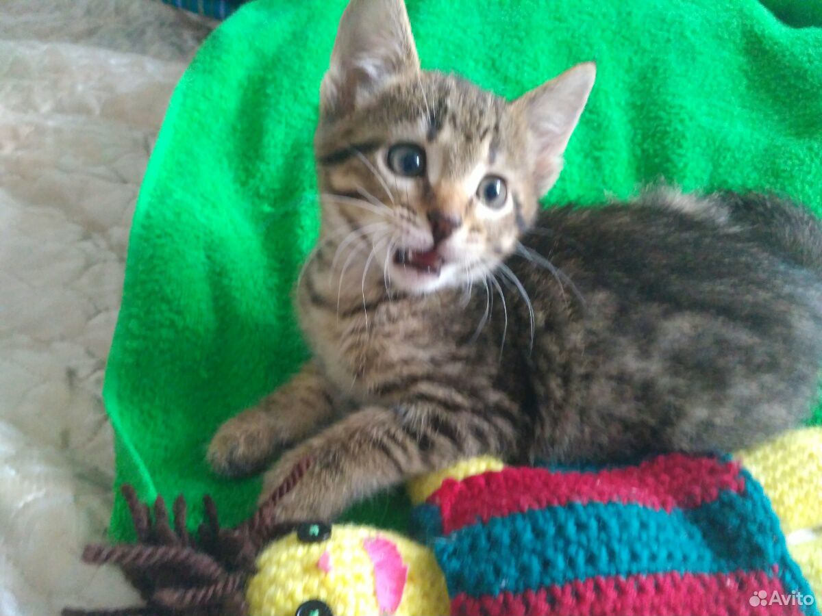 Две очень маленьких сестрёнки - шикарные котенки