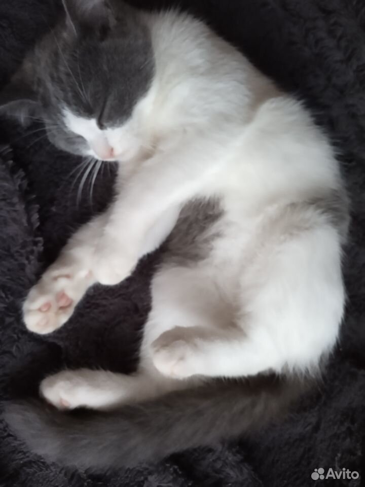 Отдам нашего бриташку