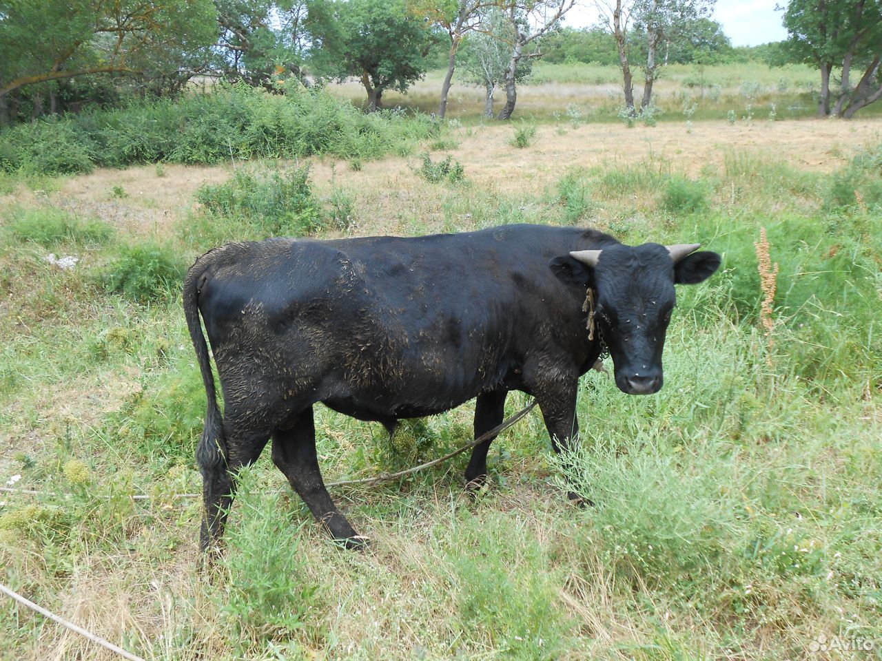 Продаю быков