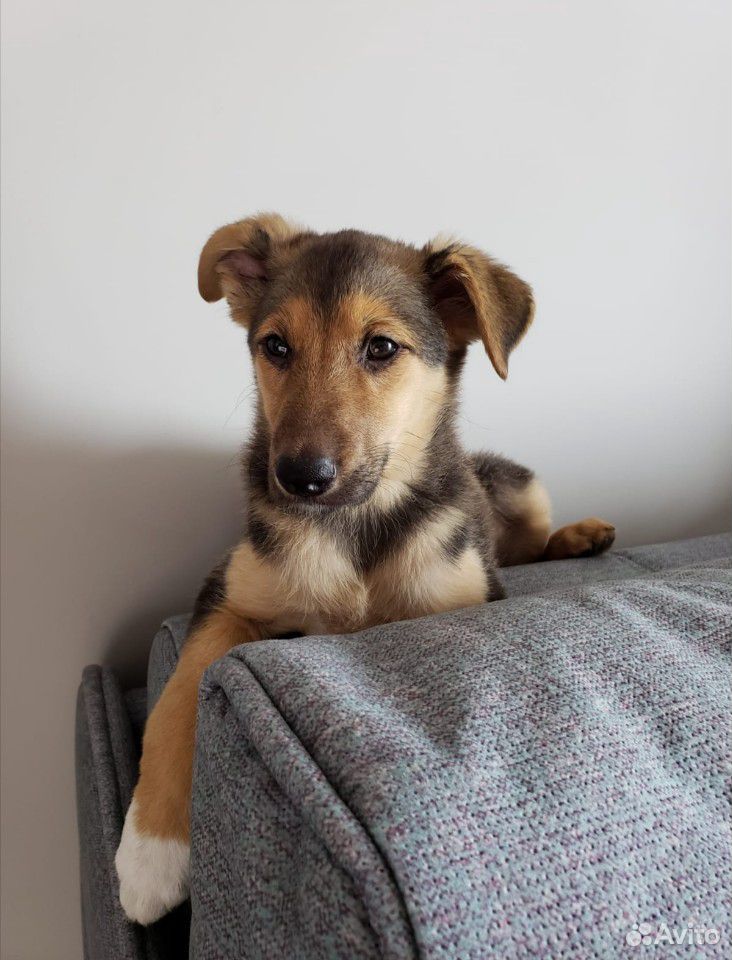 Щенок Кристи