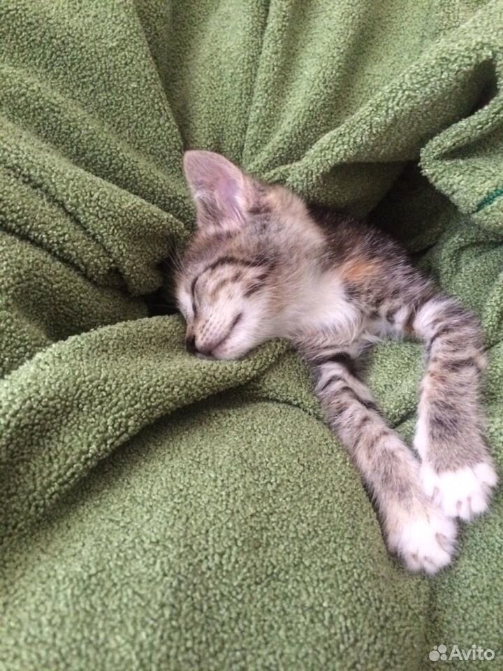 Котенок