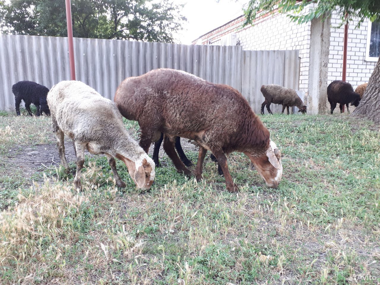 Баран курдючной породы