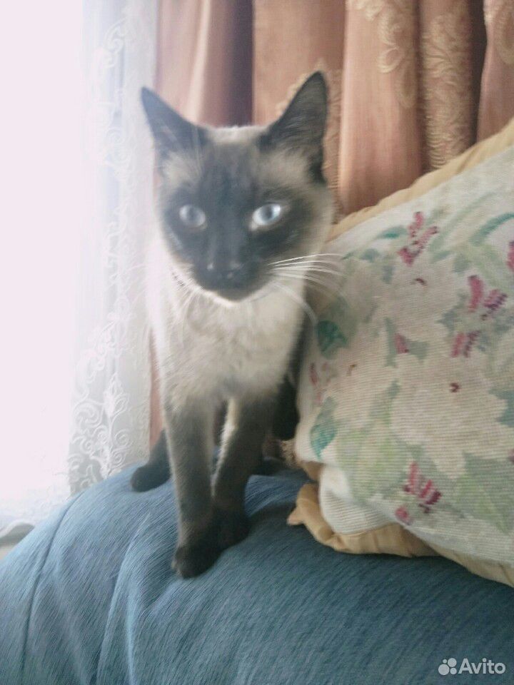 Потерялся кот в районе чертовиц