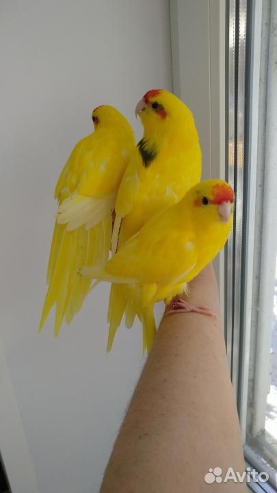 Попугай какарики ручные домашнего развода