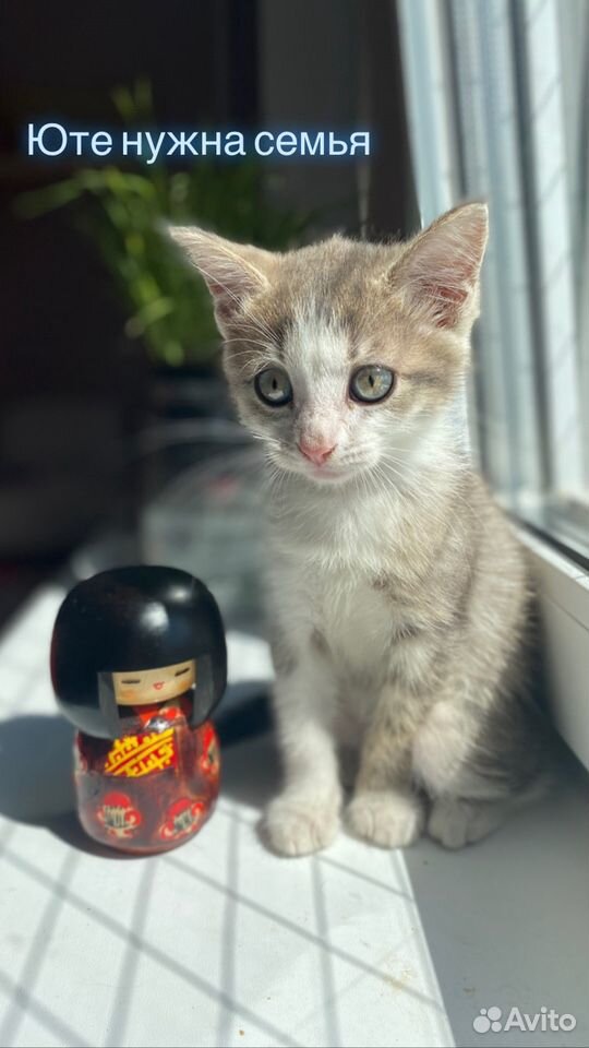 Котенок Юта