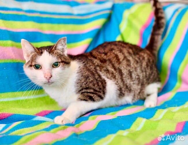 Кеша - кот, живущий в темноте