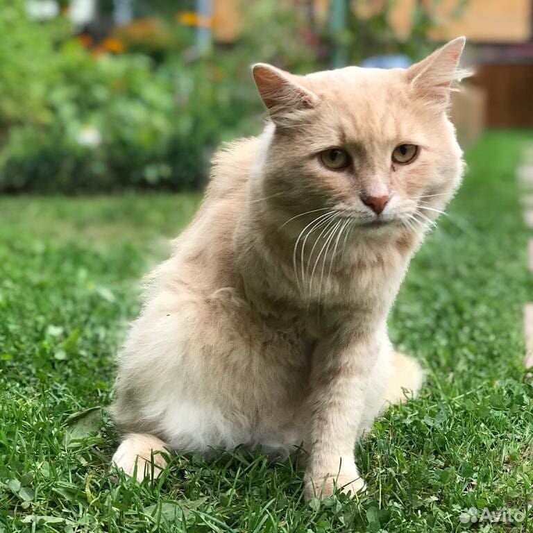 Брошенный на дачах, умный котик-трехлапик в дар