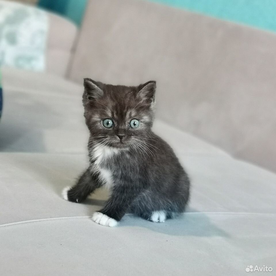 Котятки ищут дом