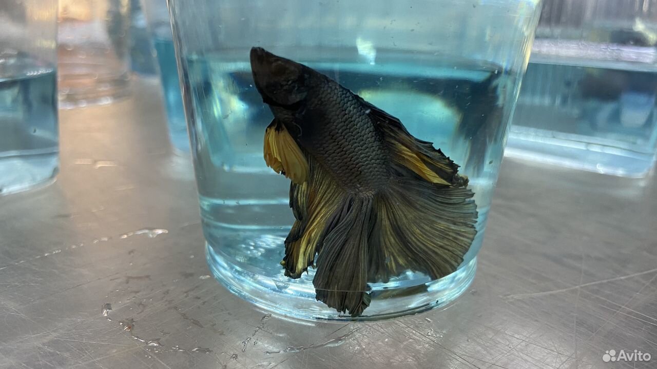 Петушок двойной хвост черный принц