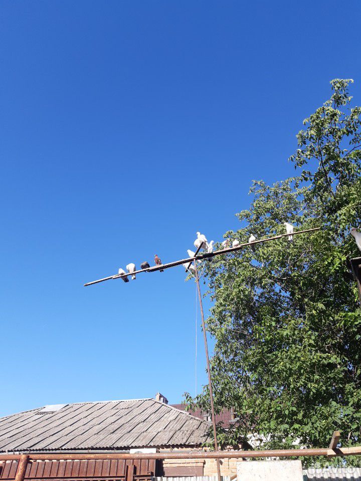 Голуби бойни