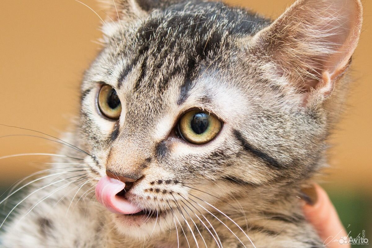 Котёнок Яшма, 4 месяца