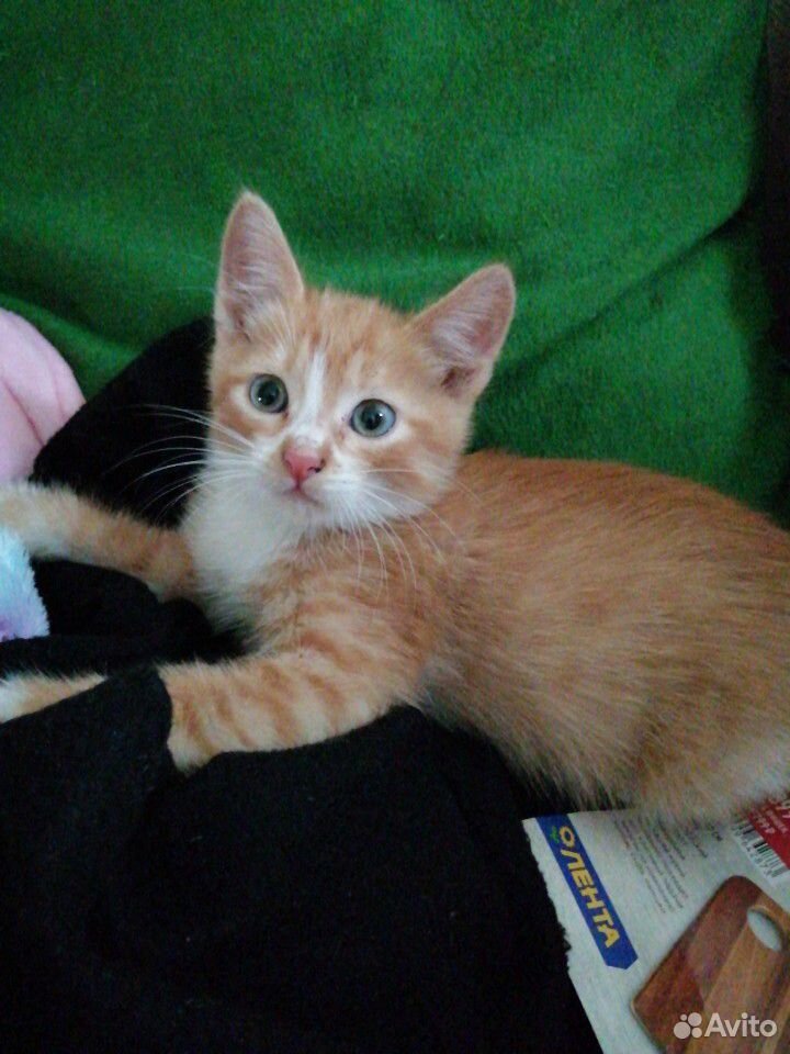 Кот мальчик