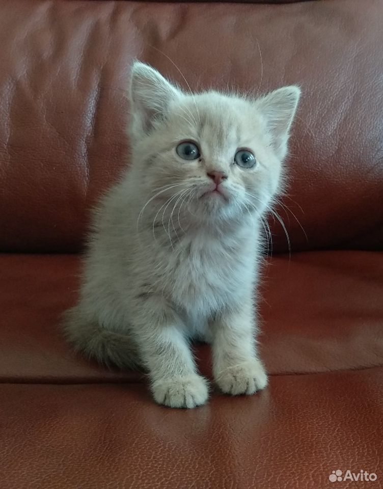 Плюшевая кошечка пепльного окраса 6 недель