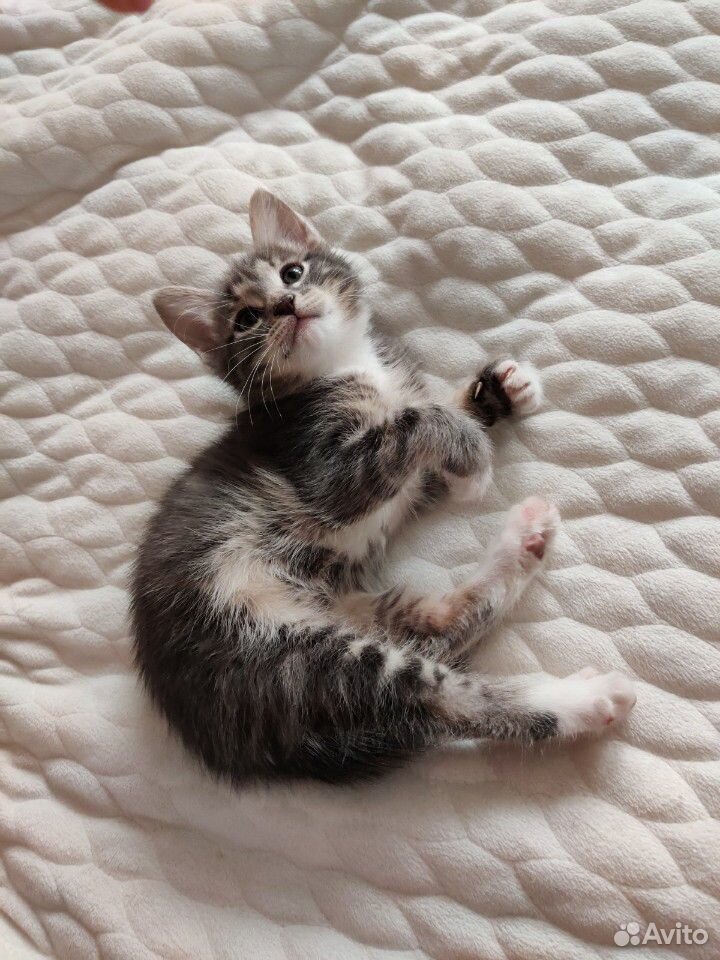 Лапушка котенок девочка 1,5 месяца