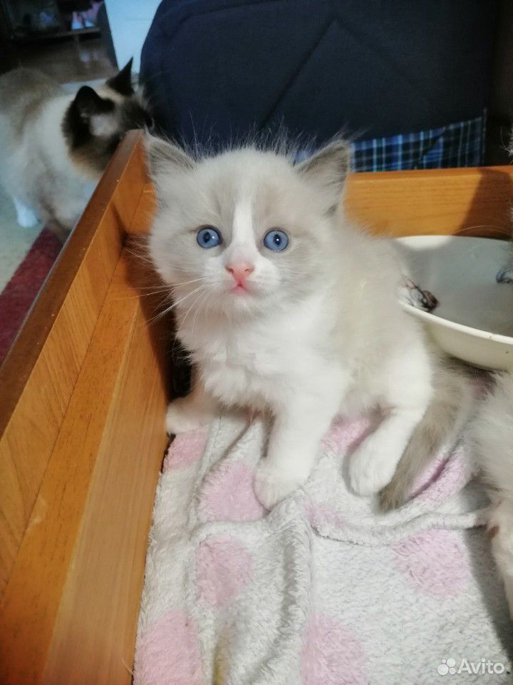 Пушистые милахи рэдголл