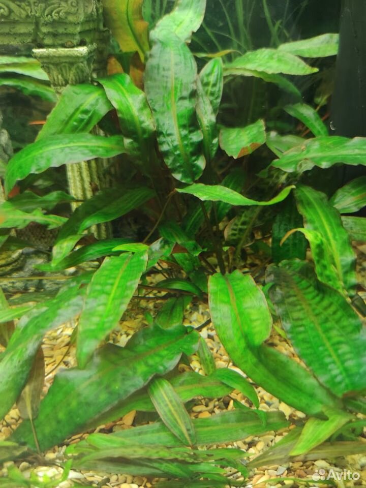 Криптокарина вендта родственная