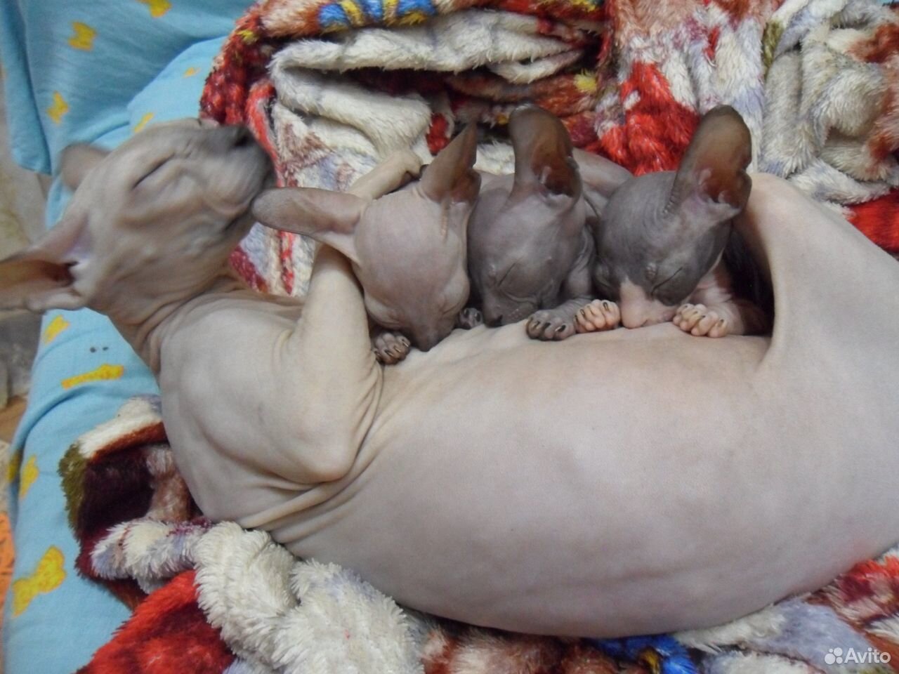 Котятки Донского Сфинкса