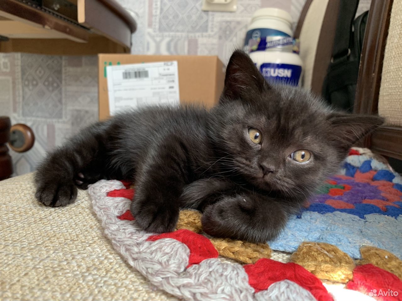 Британский котёнок девочка