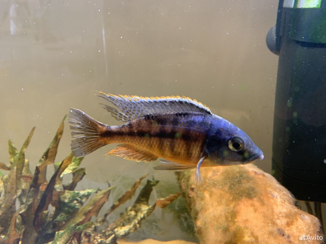 Хаплохромис боадзулу