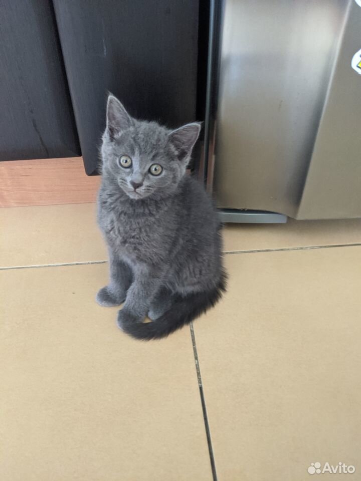 Котенок русской голубой