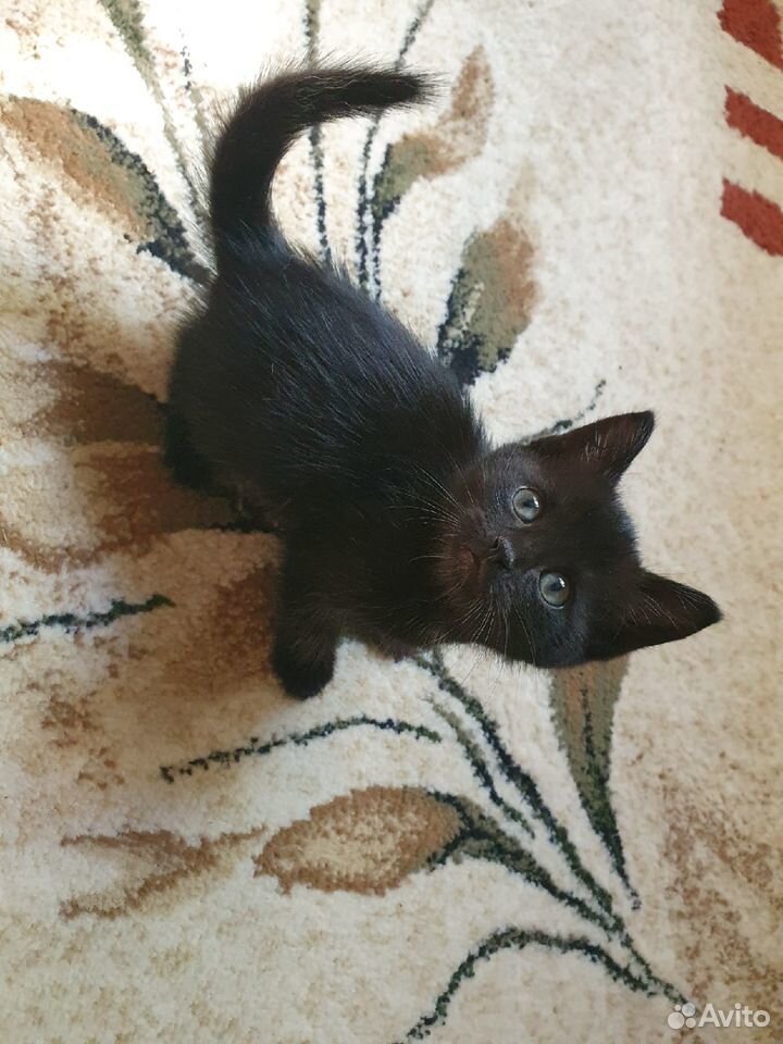Коты бунтари