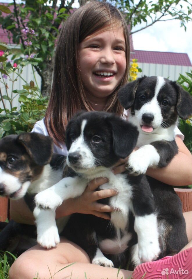 Вельш корги кардиган