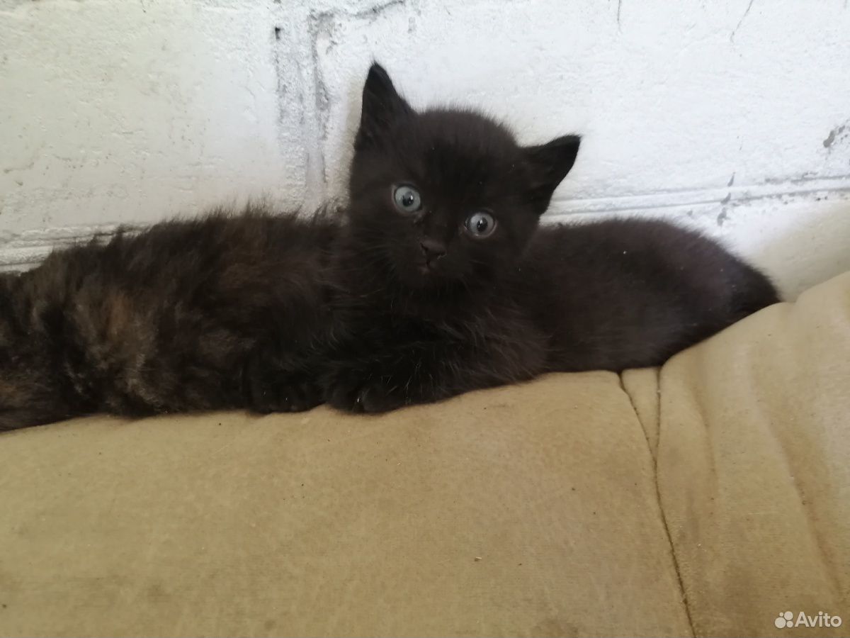 Котята