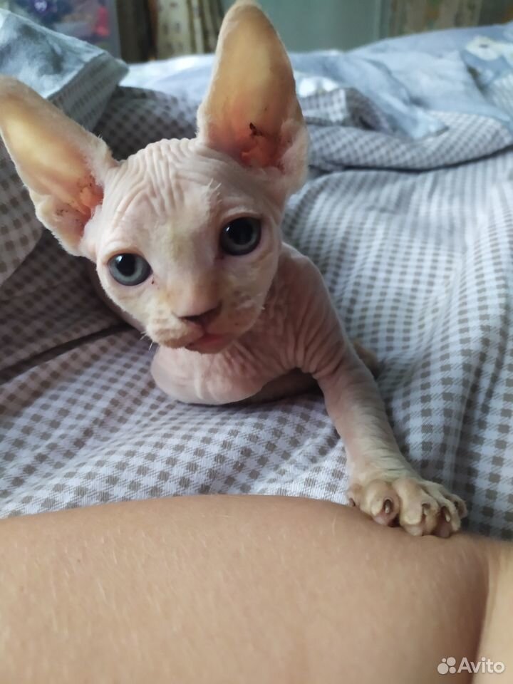 Канадский сфинкс