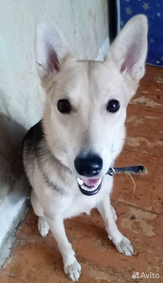 Лайка смешанно с овчаркой