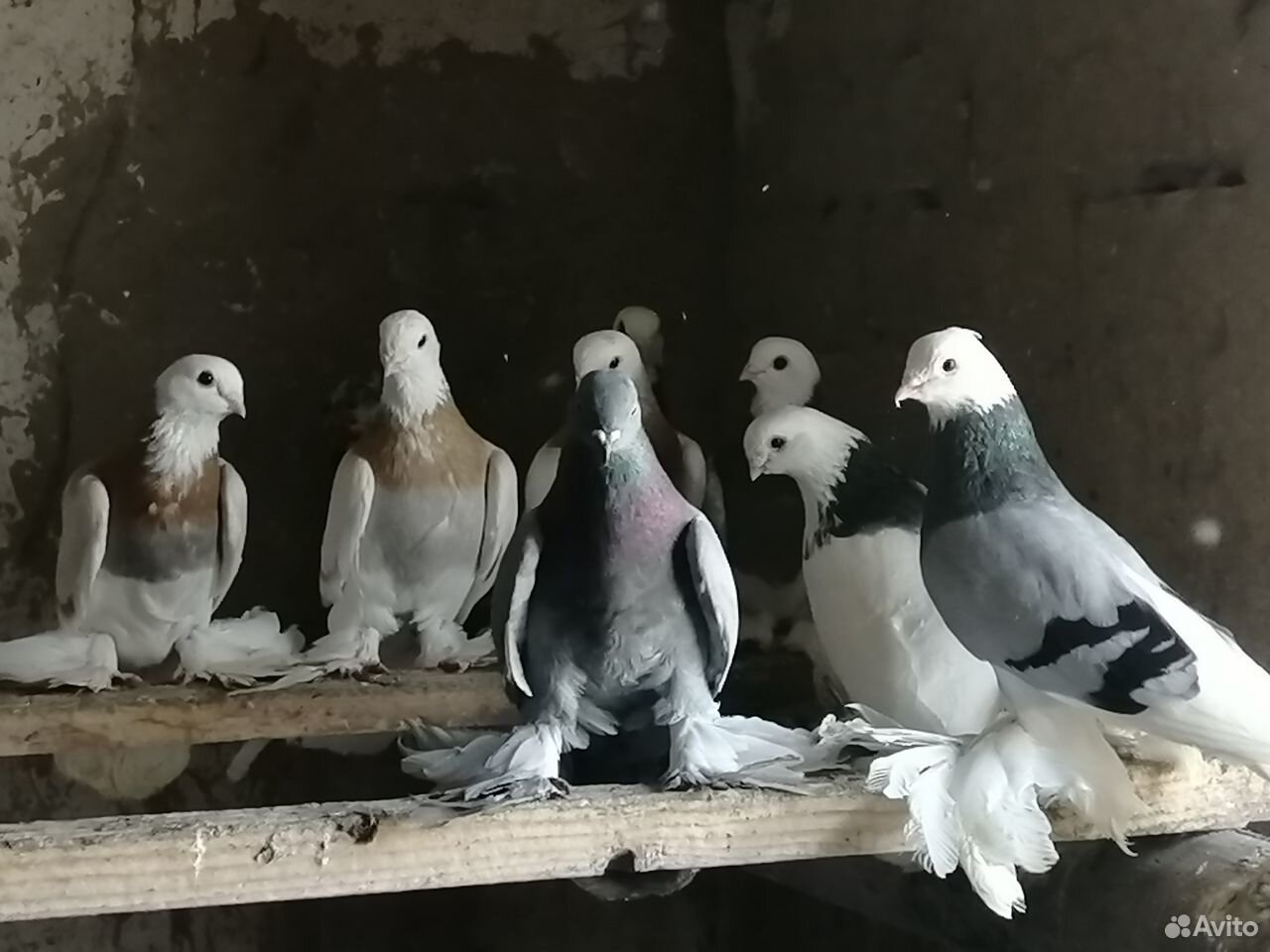 Голуби