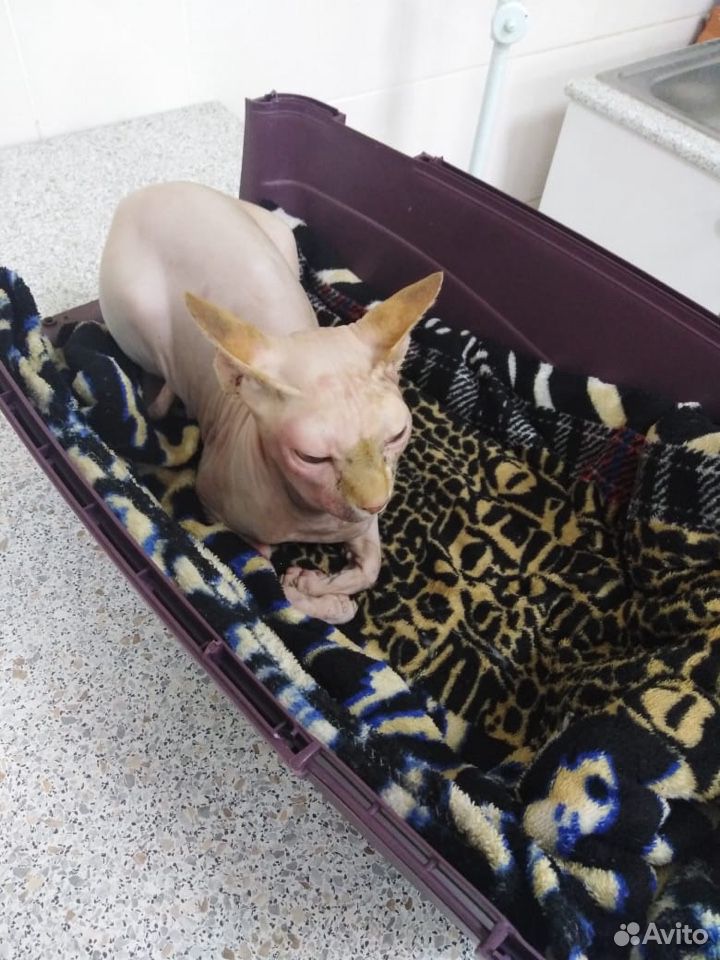 Бесплатно отдадим сфинкса