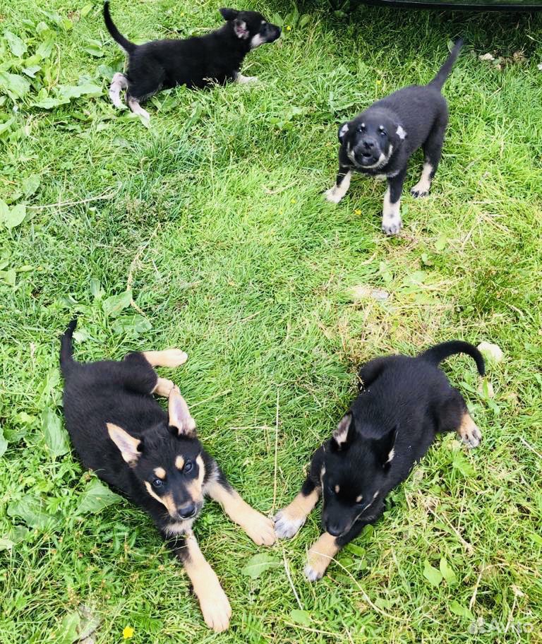 Восточноевропейская овчарка, щенки