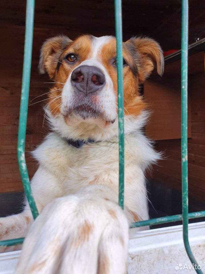 Дворянин Джеймс