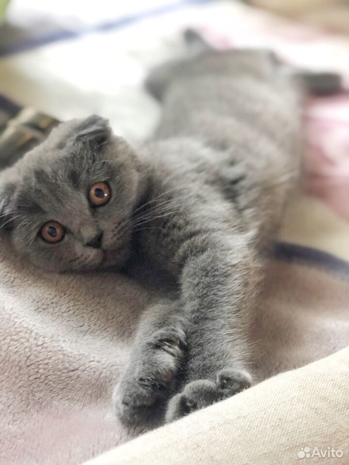 Британская Вислоухая