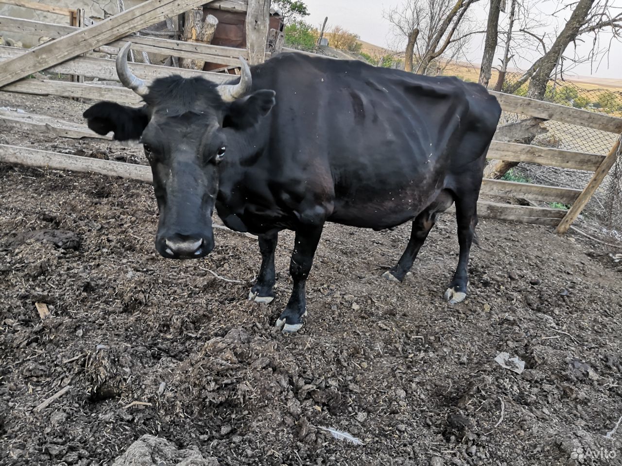 Коровы и телята