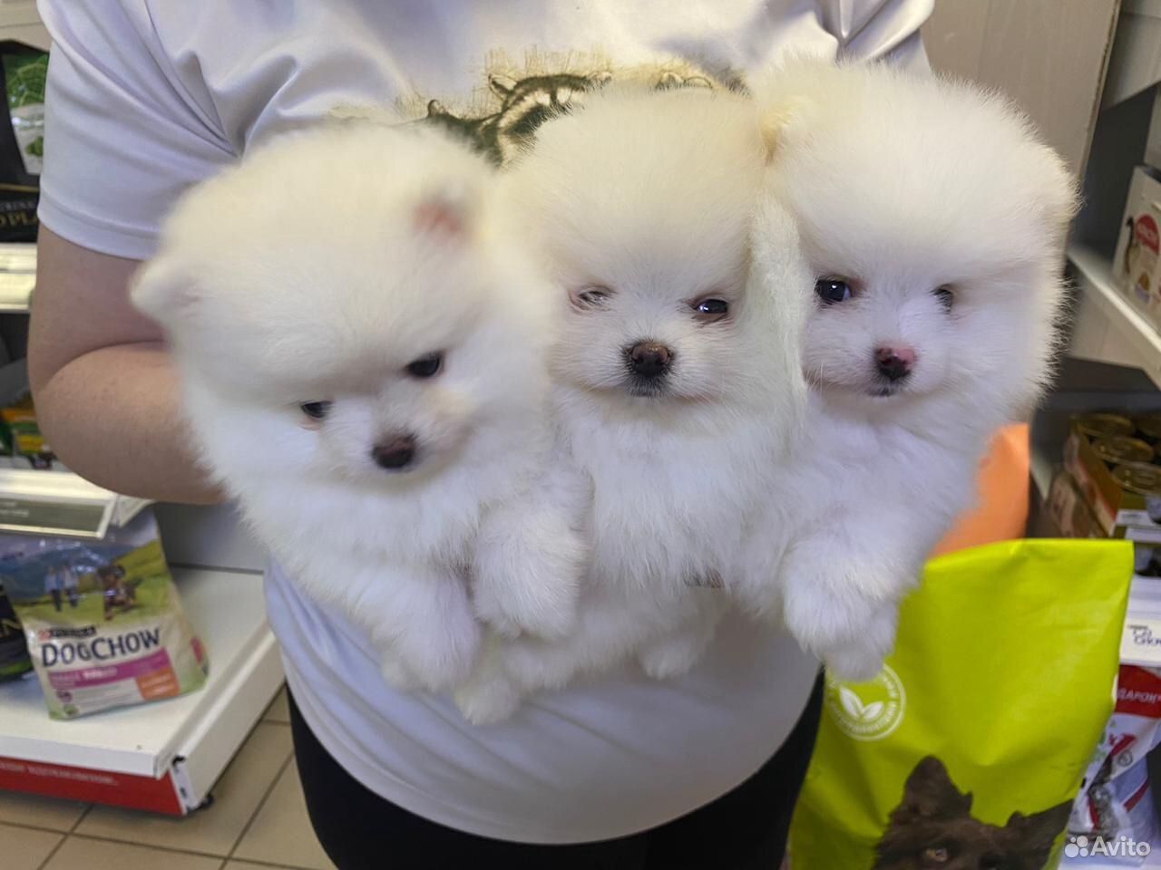 Щенки мини шпица белого и рыжего окраса