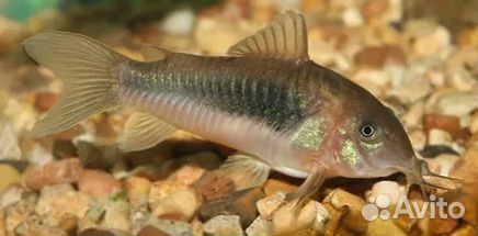 Крапчатые сомики