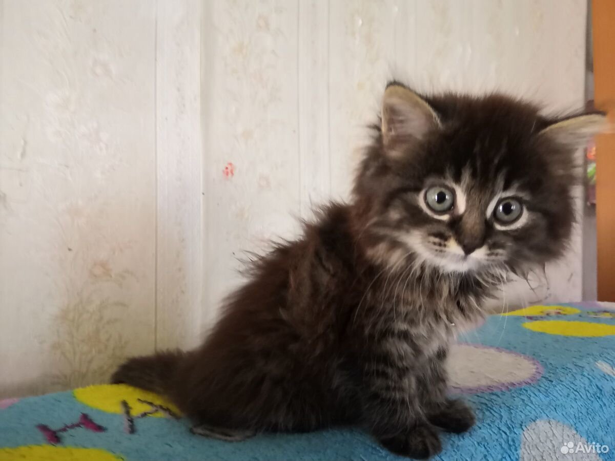 Котенок девочка даром