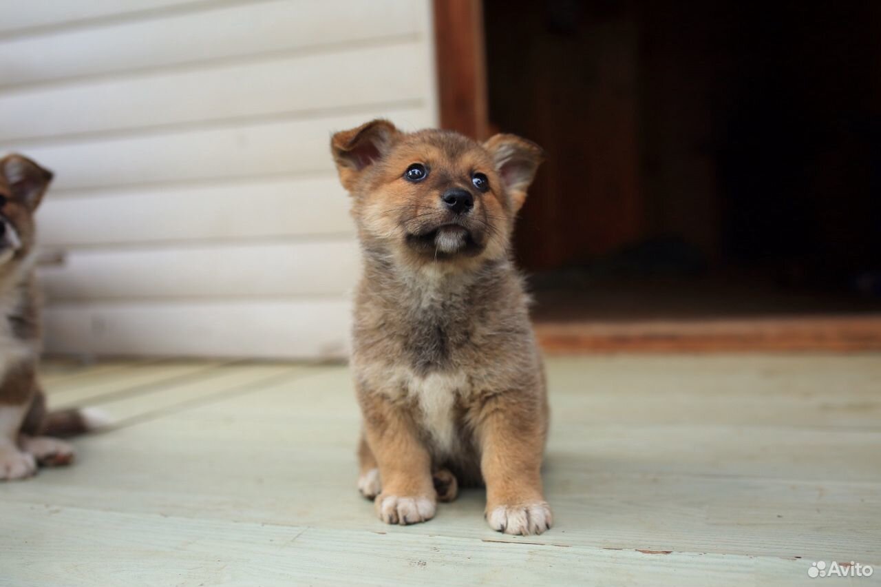 Лисичка ищет дом (щенок в добрые руки)
