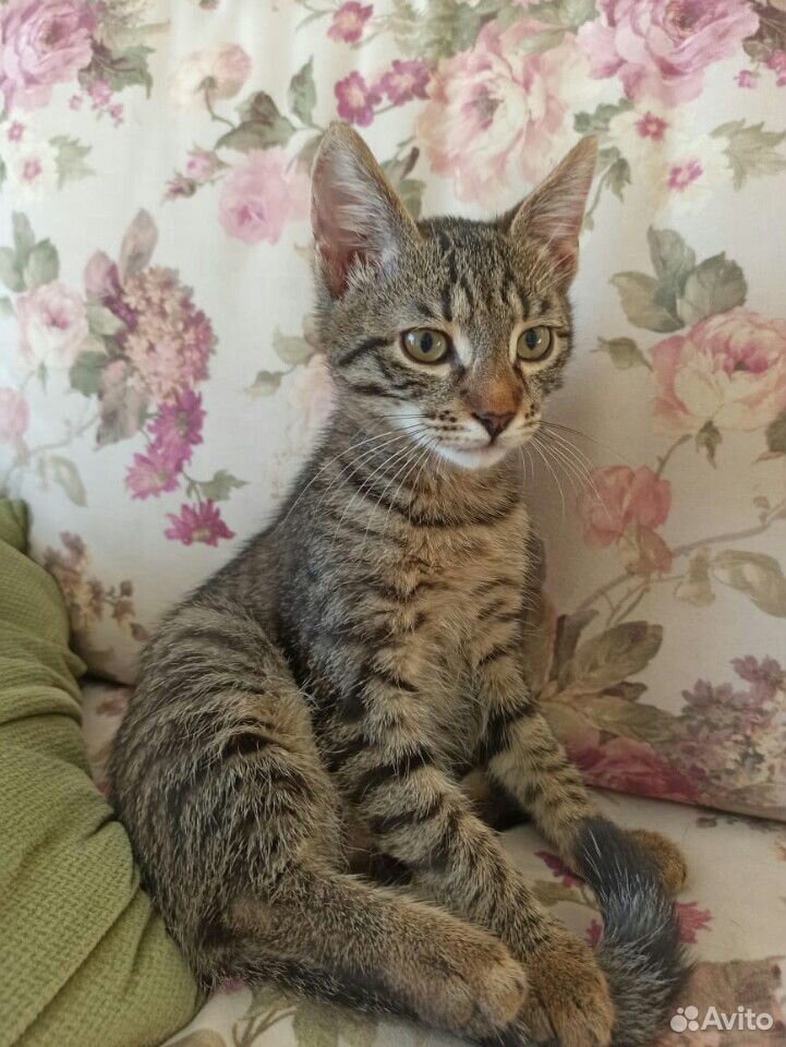 Трёхмесячный котенок в добрые руки