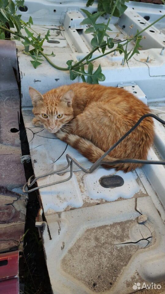 Котик в добрые руки