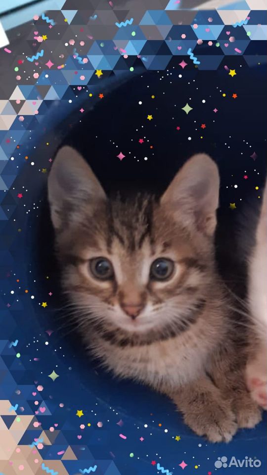 Домашний Воспитанный жизнерадостный котеночек