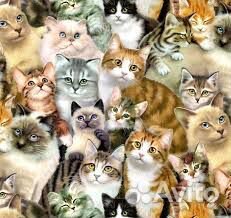 40 кошек и котов ищут хозяев