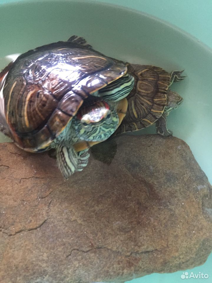 Черепаха