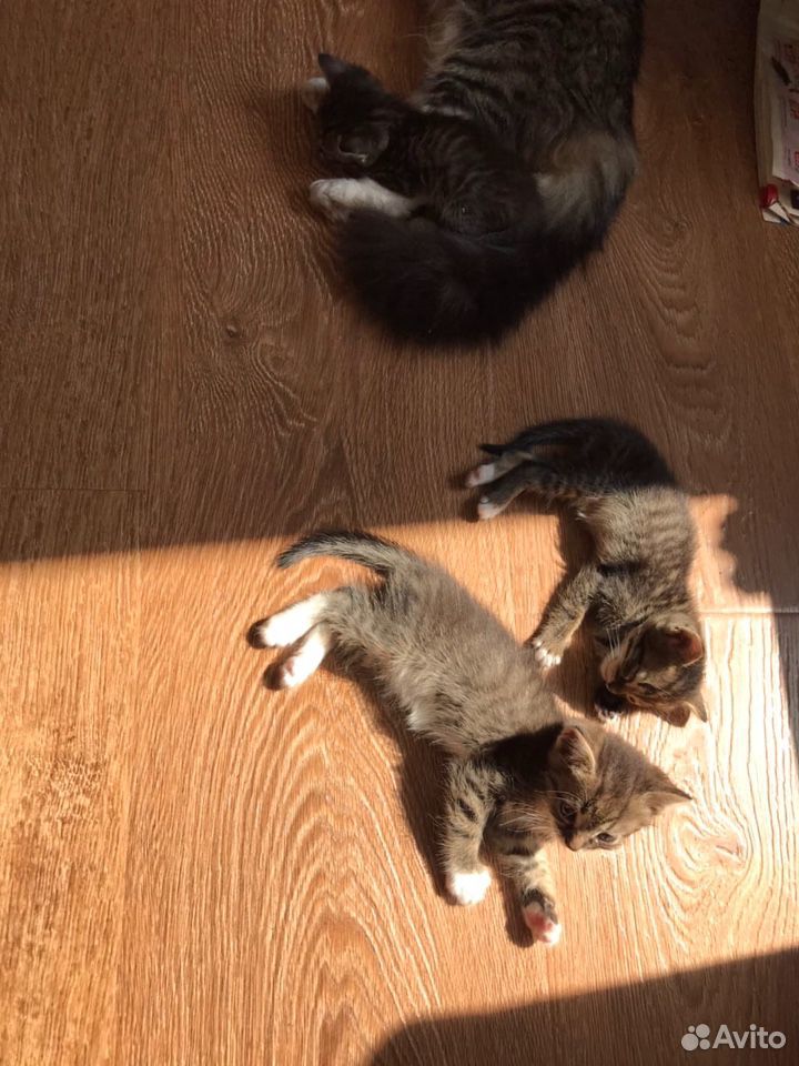 Милые котята