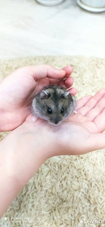 Джунгарский хомяк
