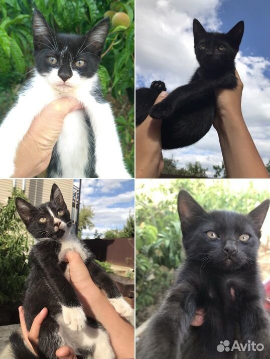 Котята / котенок: удивительные и трогательные