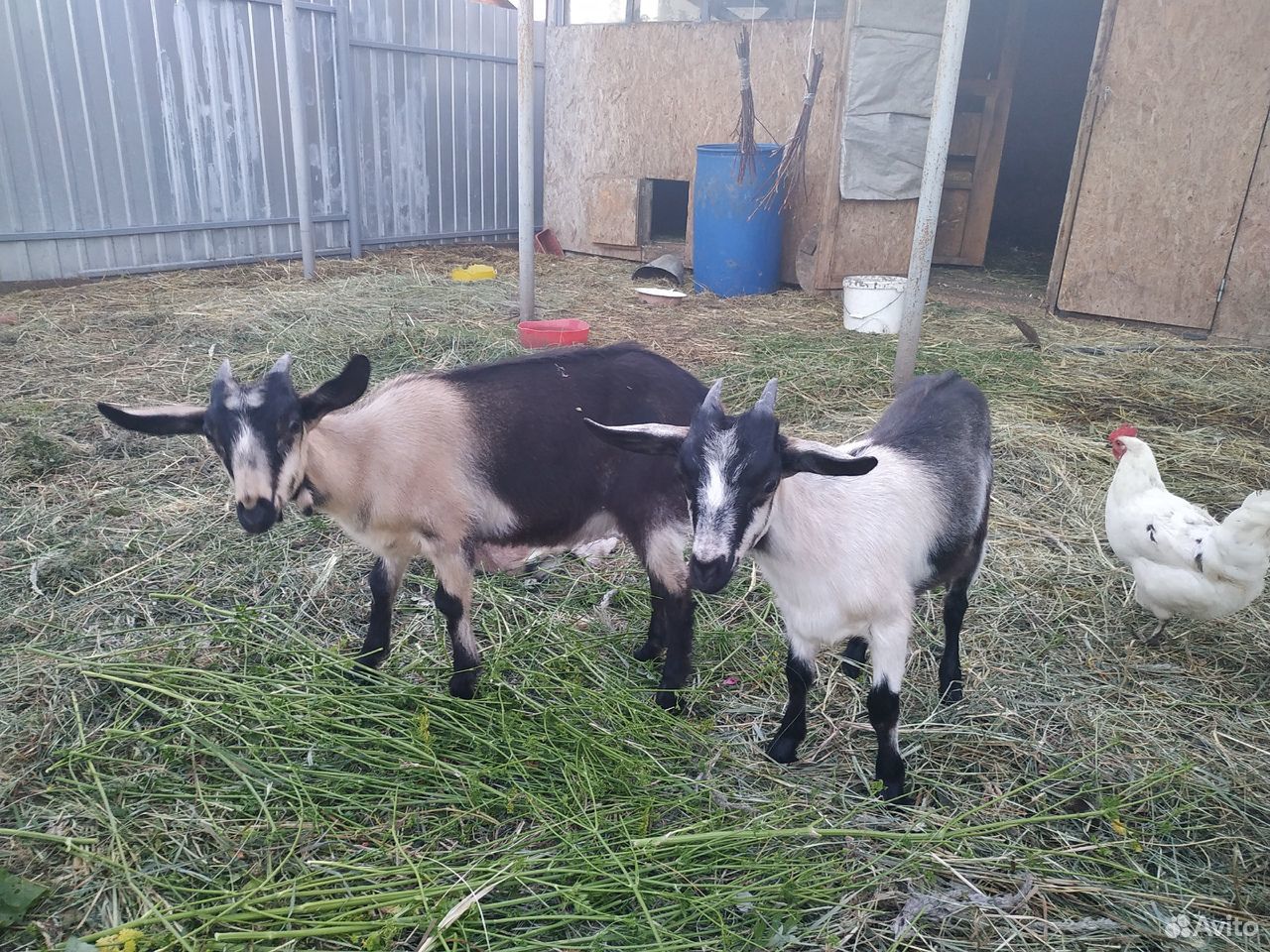 Продаются козочки