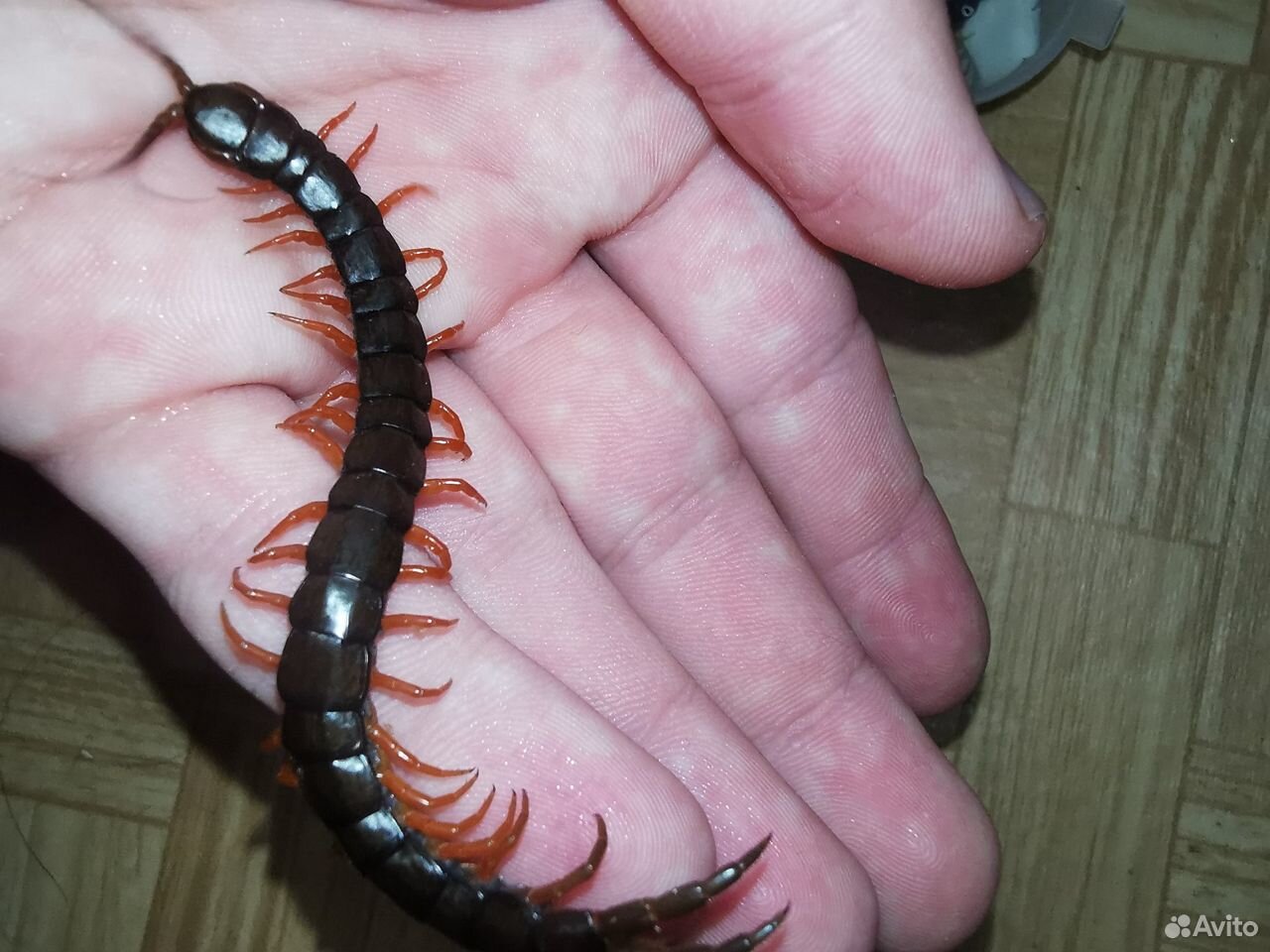 Сколопендра (scolopendra cingulata)